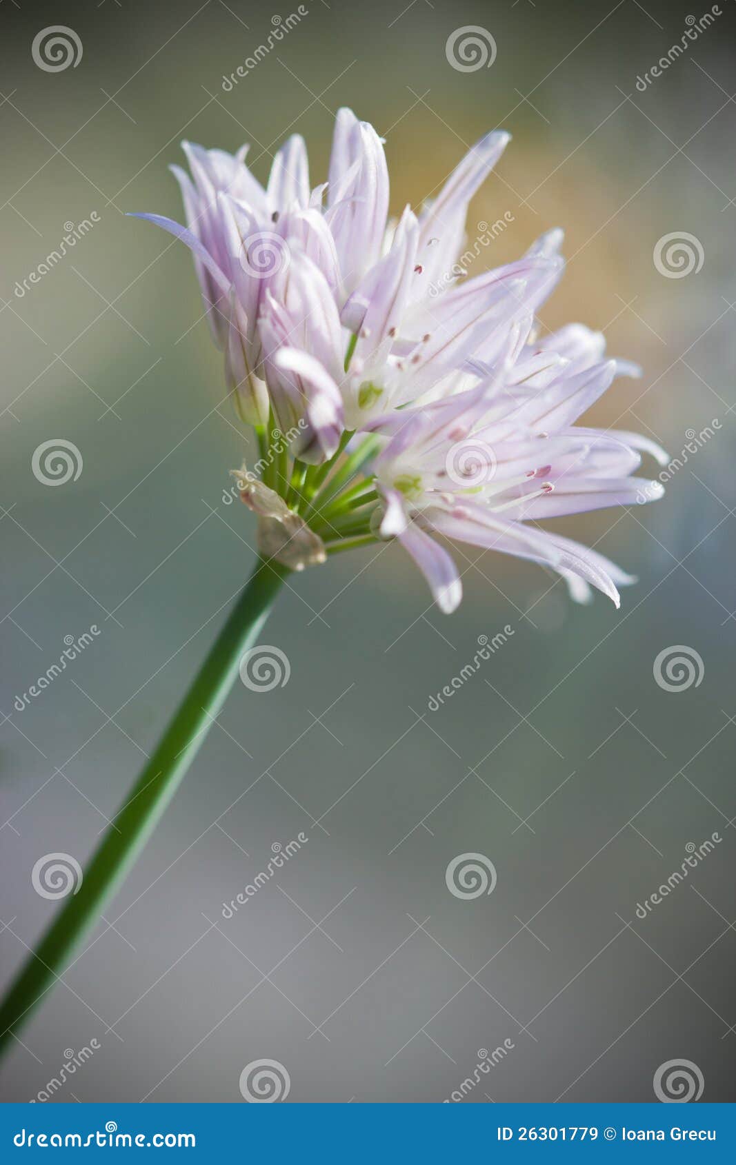 Chives Flower Or Chinese Chive Isolated On White Background. Edible ...