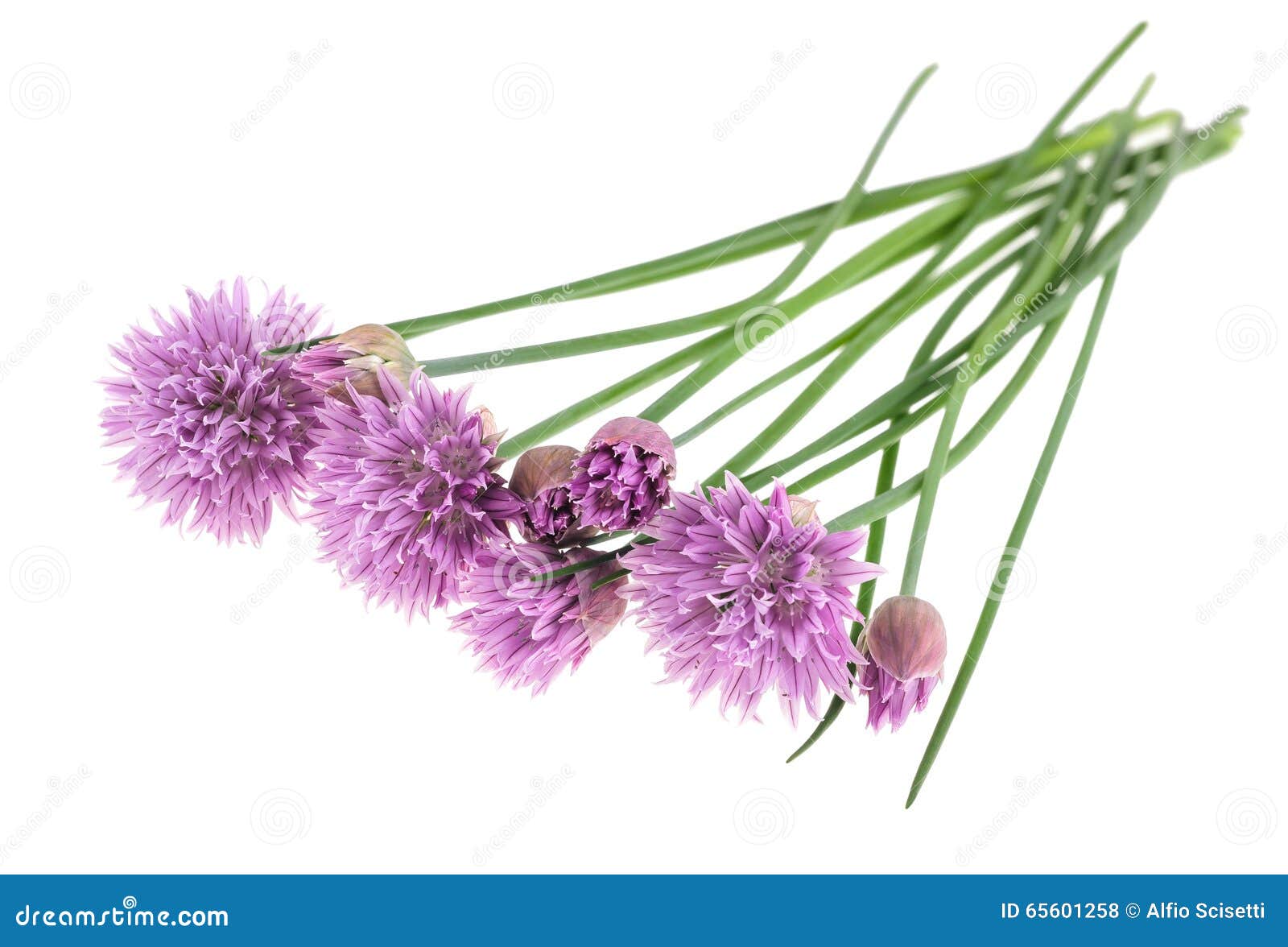 Chives flower stock photo. Image of onion, bunch, bundle - 65601258