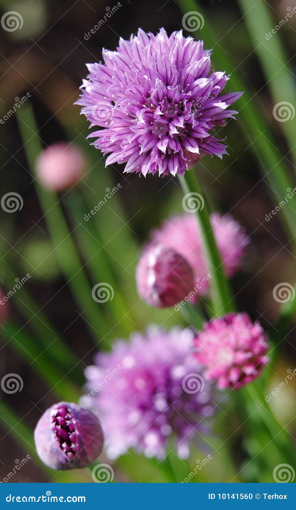 Chives flowering stock photo. Image of herbs, kitchen - 10141560