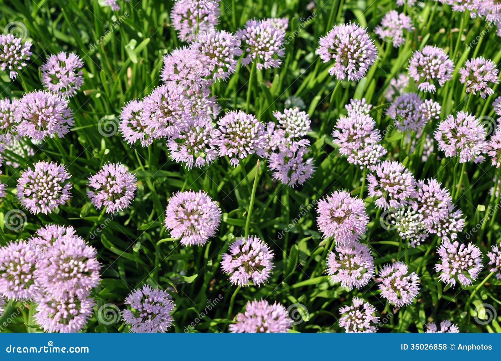 Chives flowers stock photo. Image of spice, food, lavender - 35026858