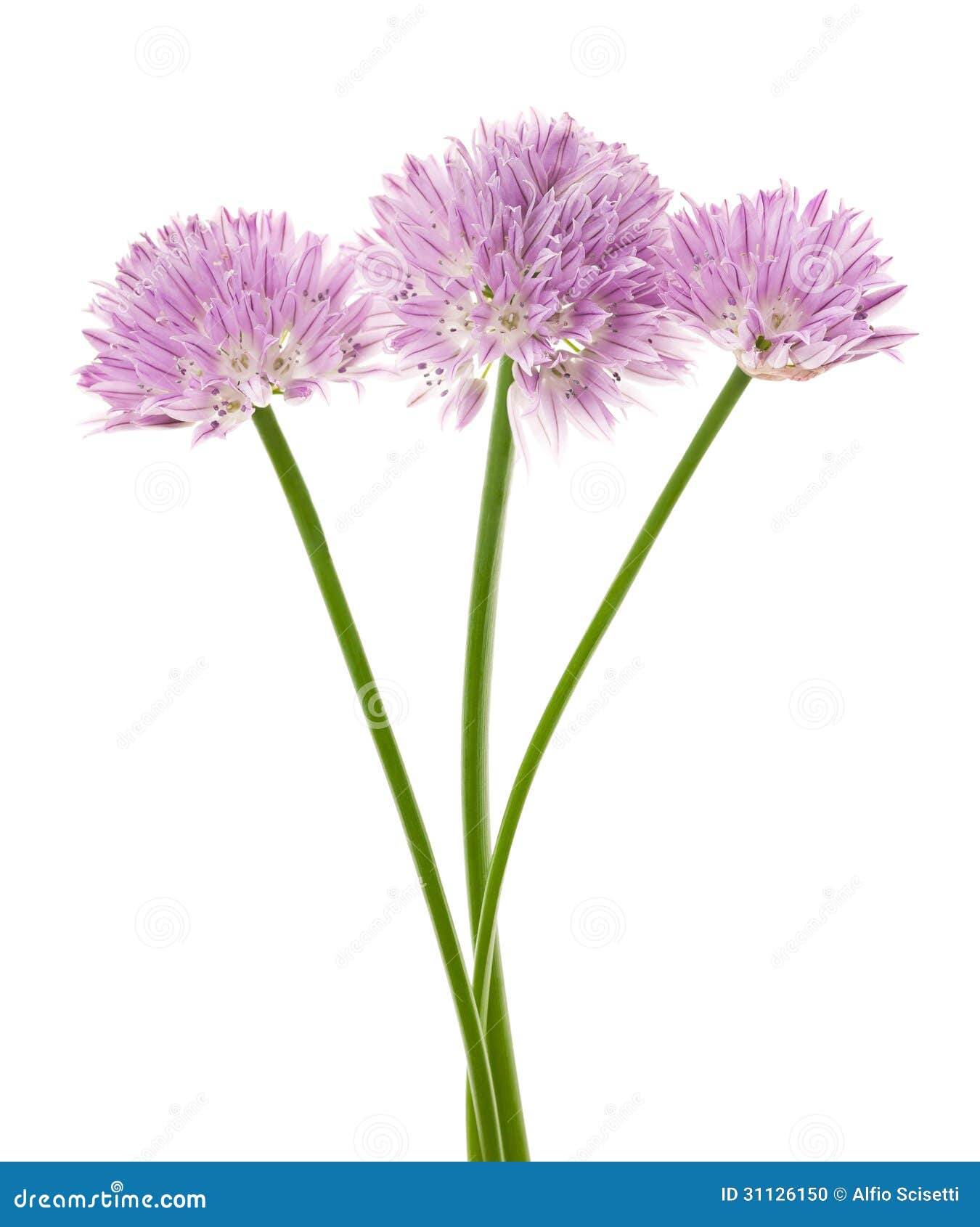 Chives flowers stock photo. Image of bunch, botanical - 31126150