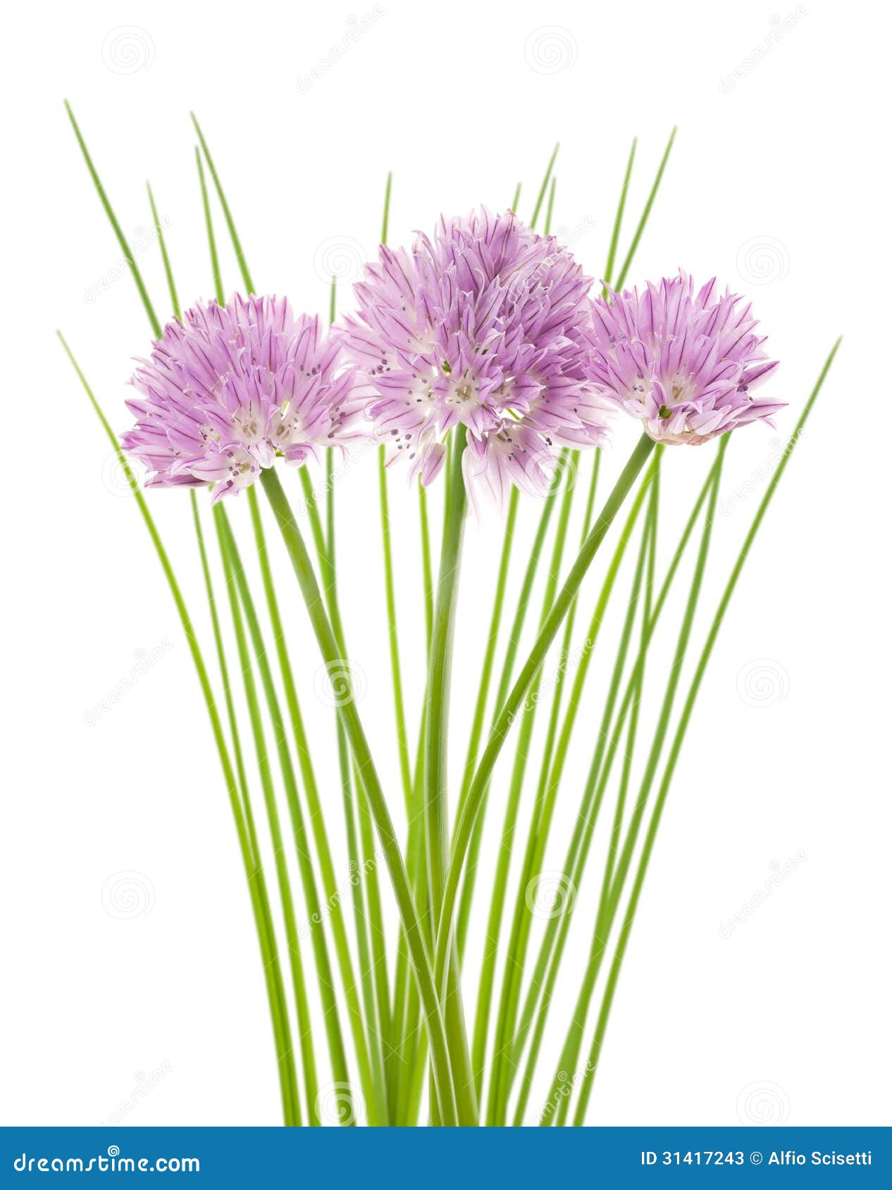 Chives flowers stock image. Image of herb, bundle, aroma - 31417243