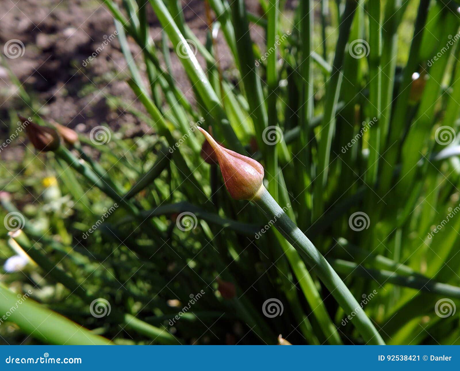 Chives on the garden stock image. Image of nature, organic - 92538421