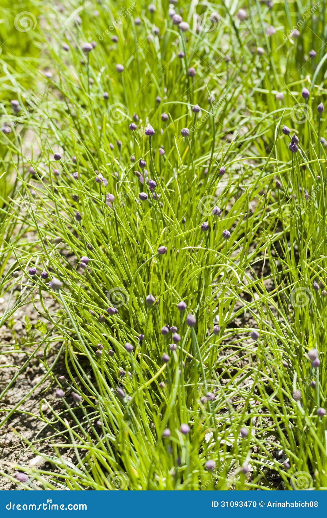 Chives stock photo. Image of nature, vegetable, locally - 31093470