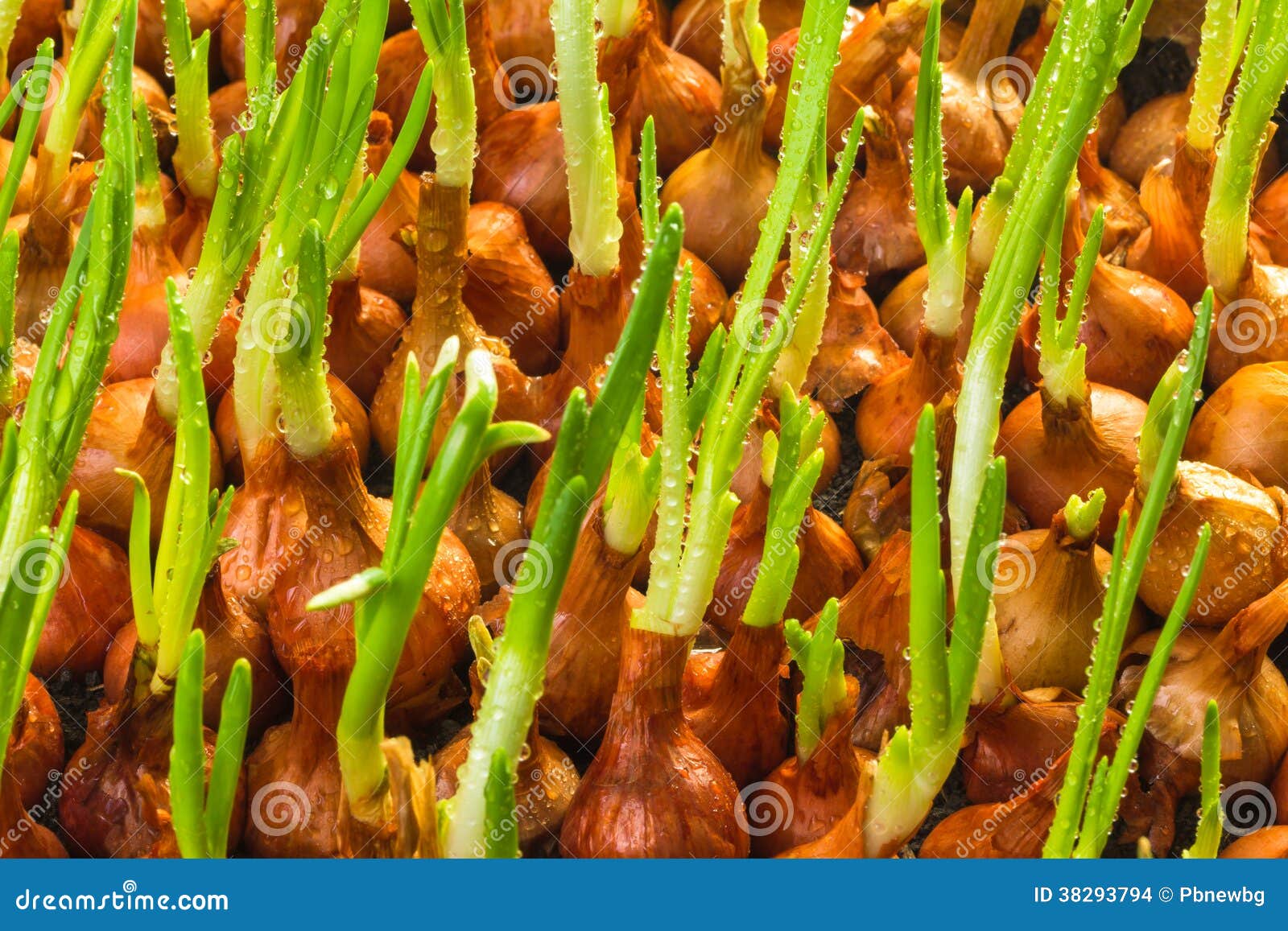 Chives Growing Out of the Ground Stock Photo - Image of grow, detail ...