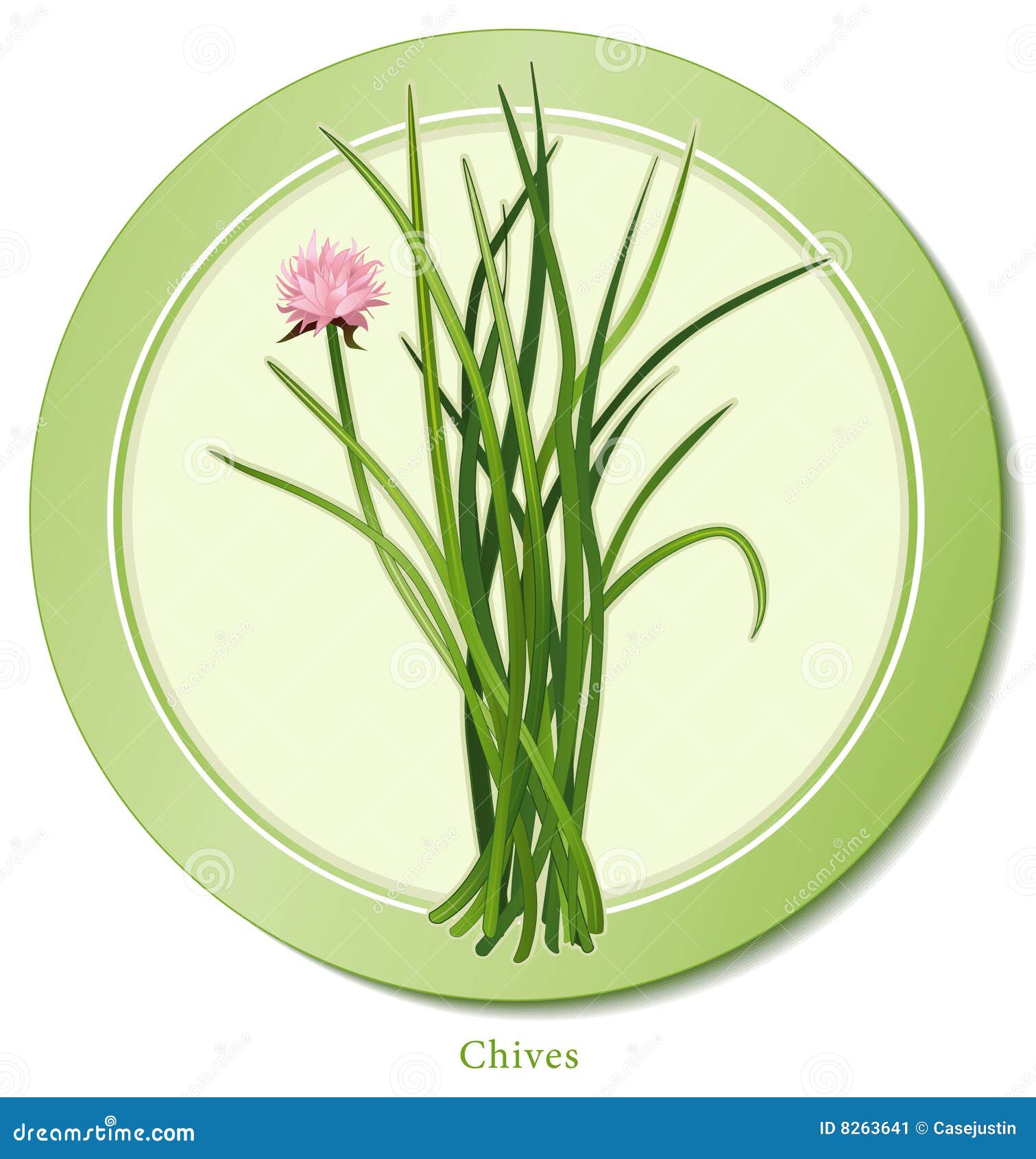 Chives Herb stock vector. Illustration of cooking, herbal - 8263641