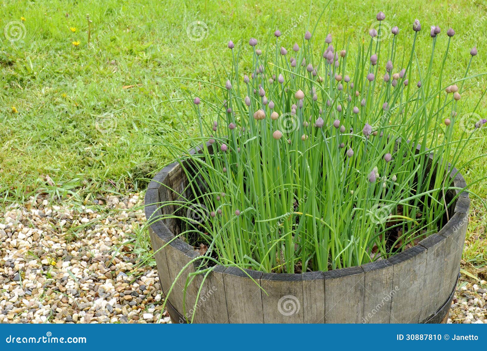 Chives stock photo. Image of home, stalks, food, garden - 30887810