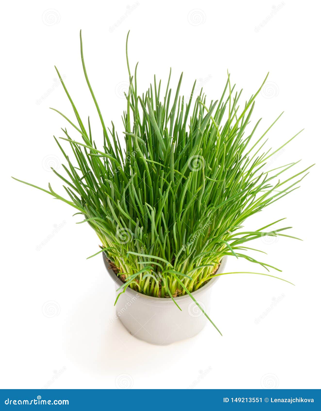 Chives Plant in Pot Isolated on White Stock Image - Image of chive ...