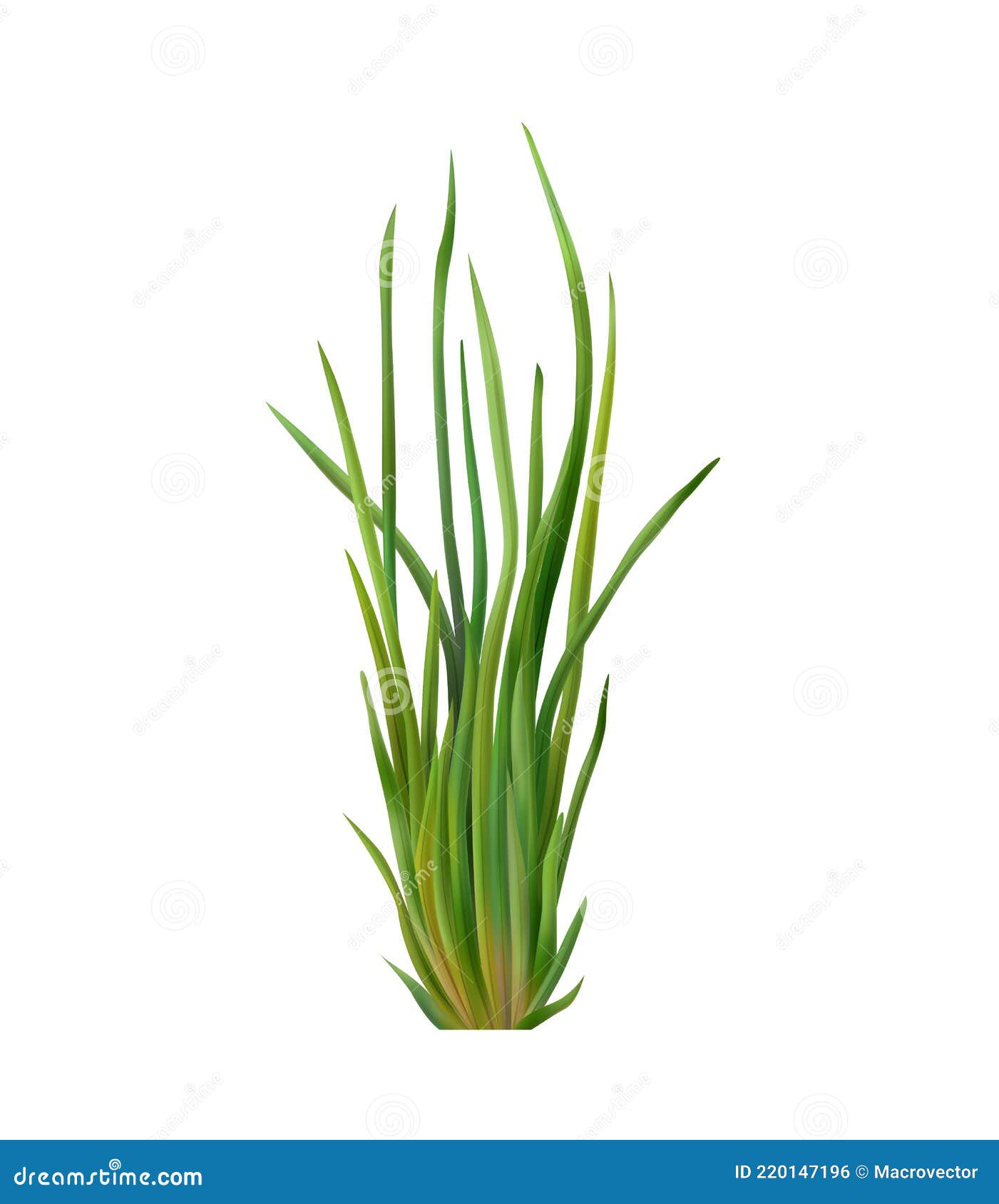 Chives Illustration, Drawing, Engraving, Ink, Line Art, Vector ...