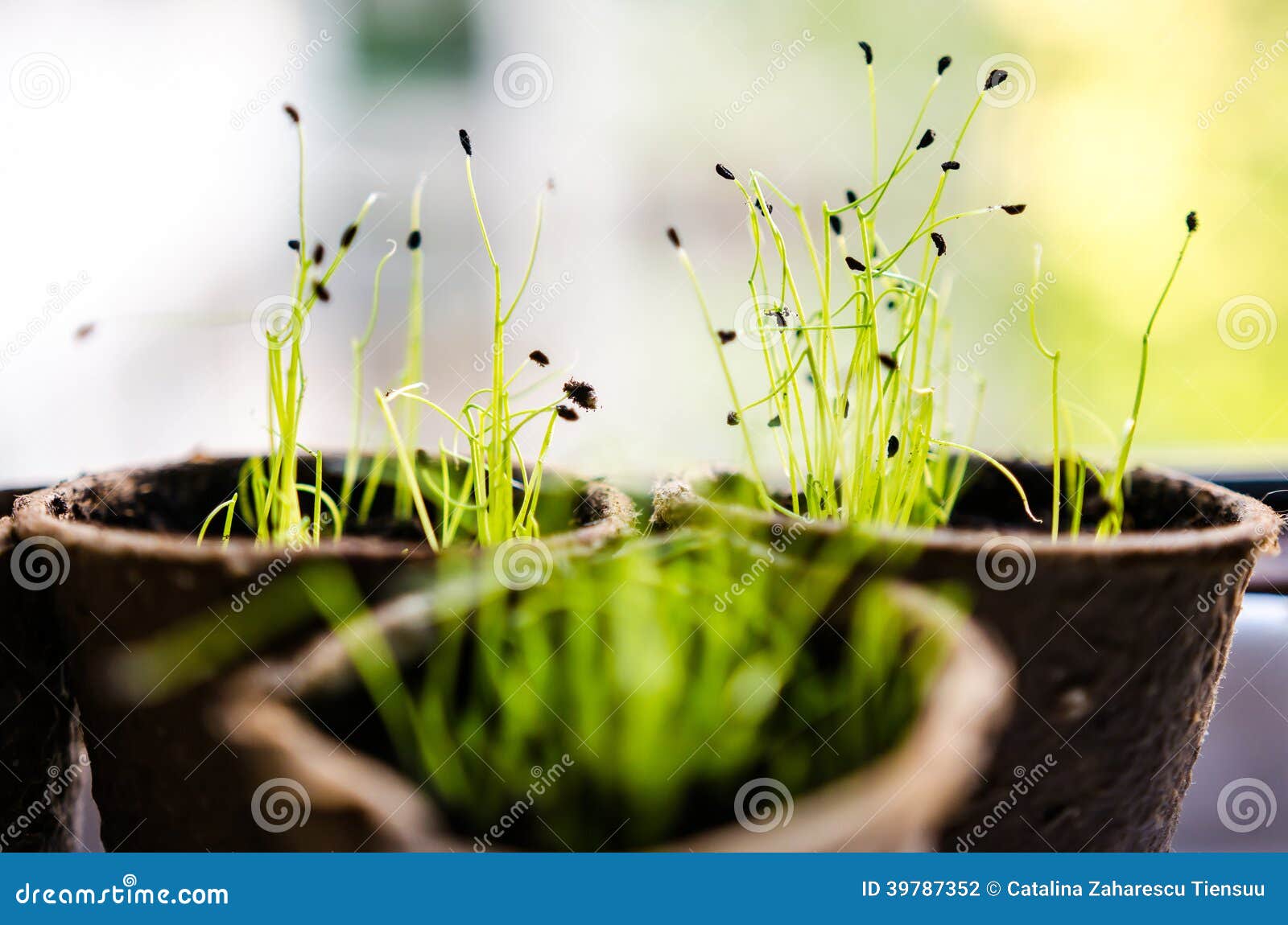 Chives sprouts stock photo. Image of food, healthy, chives - 39787352