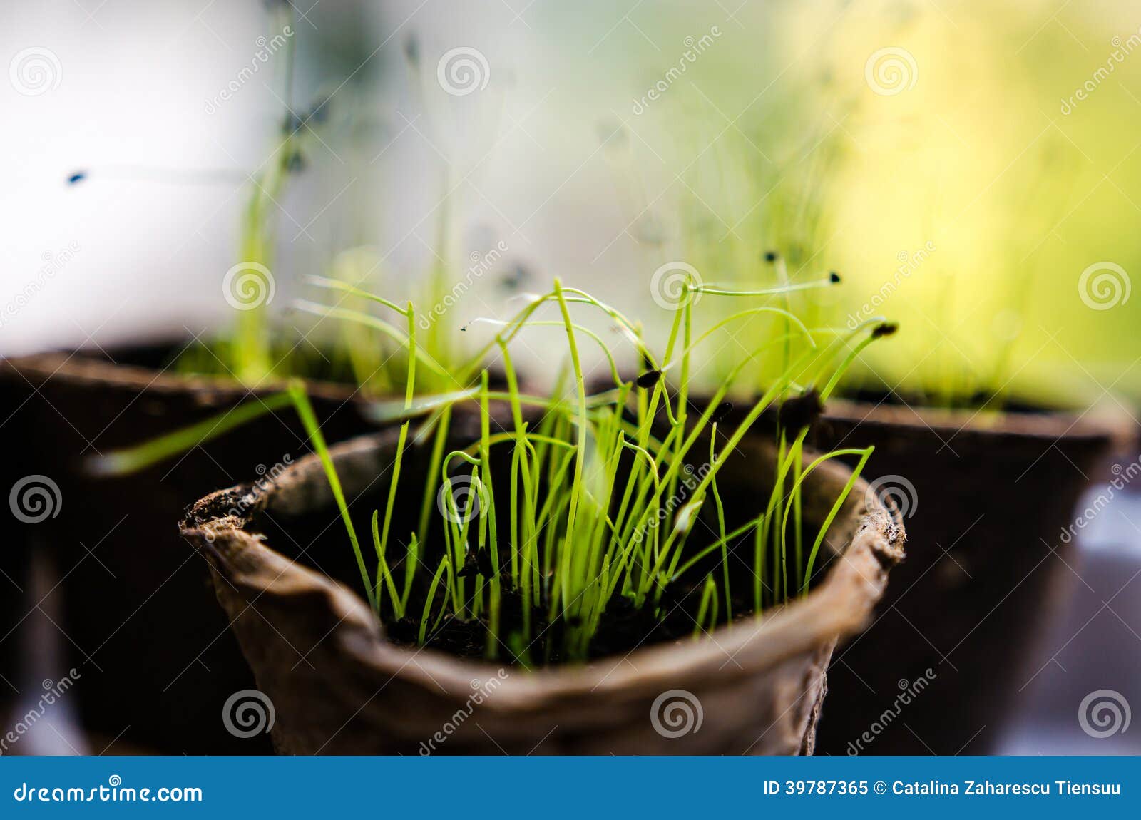 Chives sprouts closeup stock image. Image of vegetable - 39787365