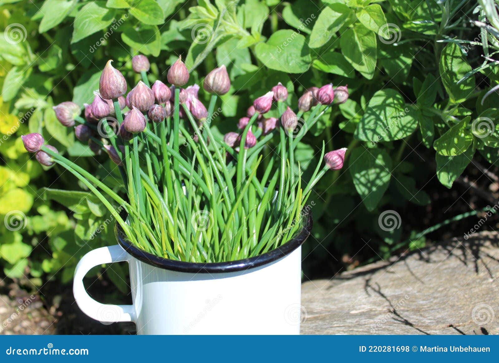 Chives in a Cup in the Herb Garden Stock Photo - Image of allium ...