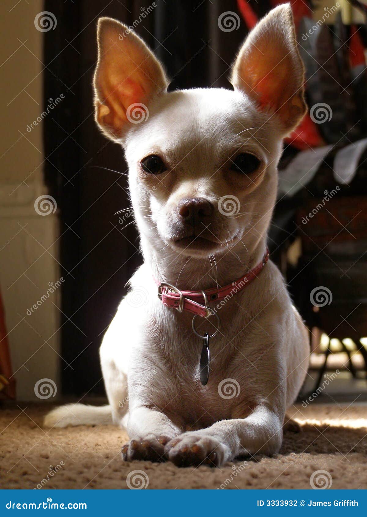 Chiwawa photo stock. Image du race, tapis, chiot, maison - 3333932