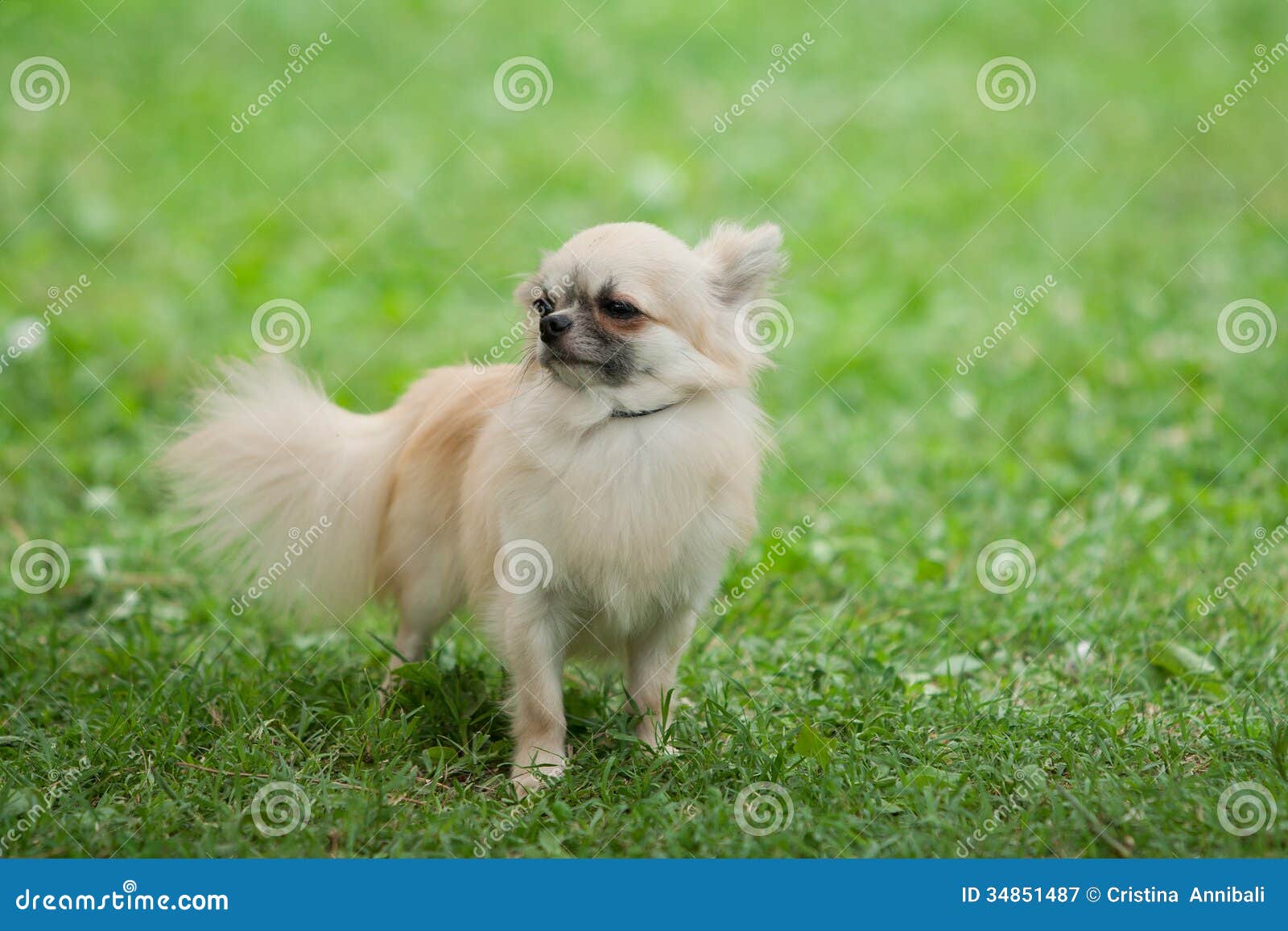 Chiwawa obraz stock. Obraz złożonej z szczeniak, zegarek - 34851487