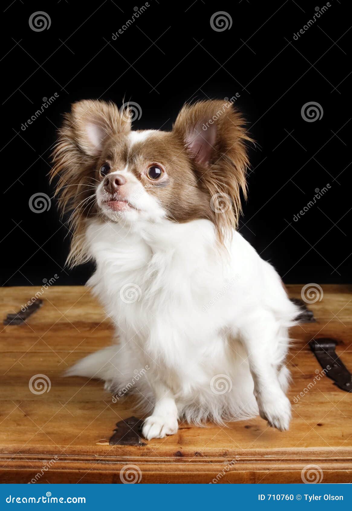Chiwawa stock photo. Image of funny, love, cute, hound - 710760