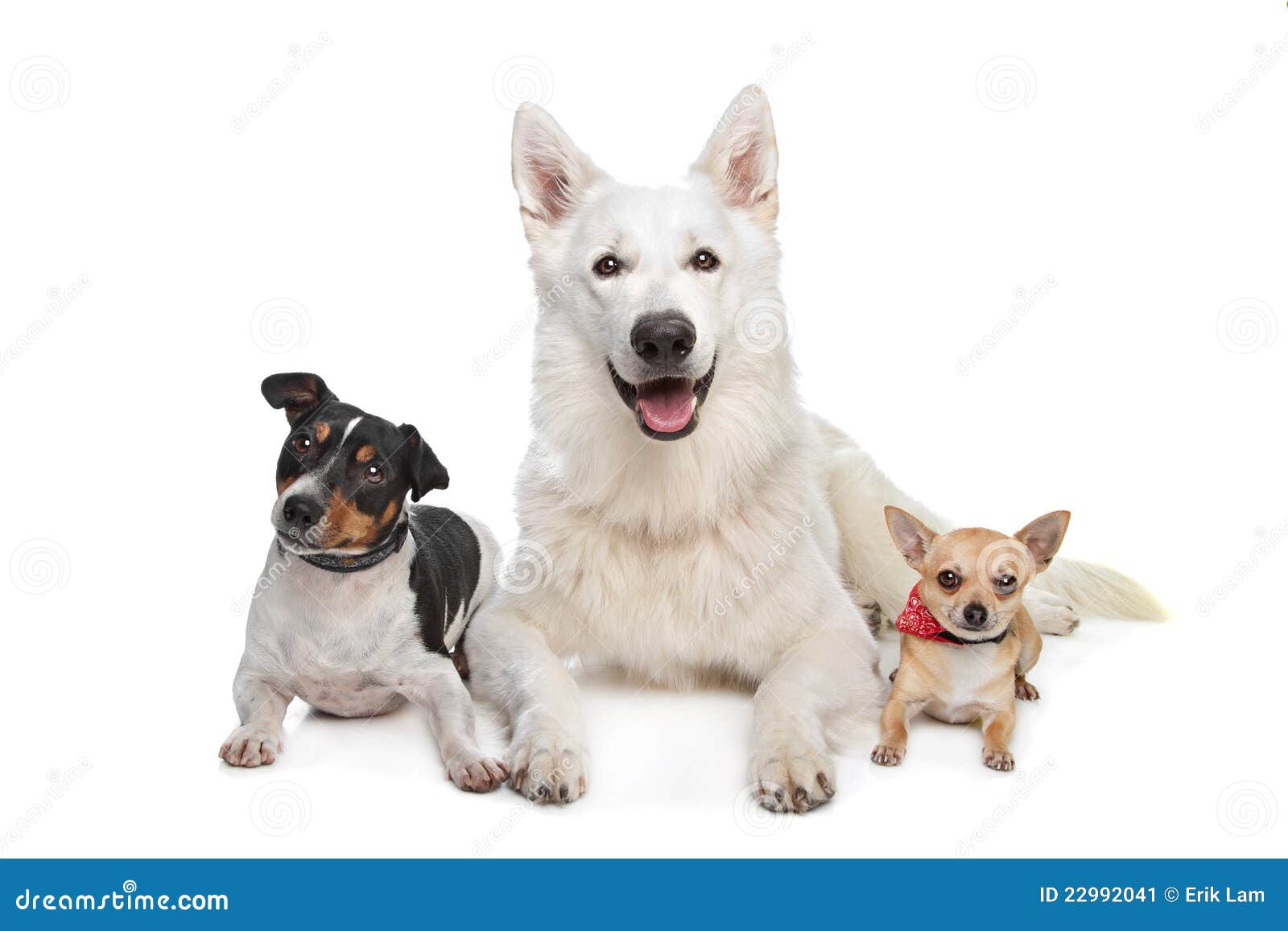 Chiwawa, Berger Blanc Et Un Chien Terrier De Russel De Plot Image stock ...