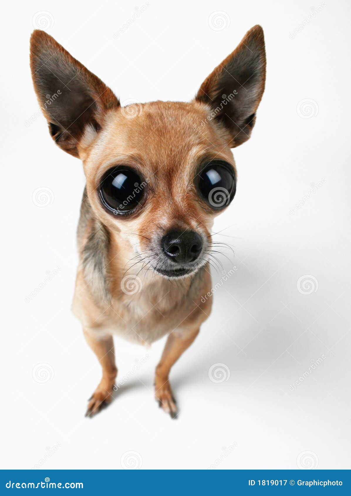 Chiwawa Grand-Observé image stock. Image du chihuahua - 1819017