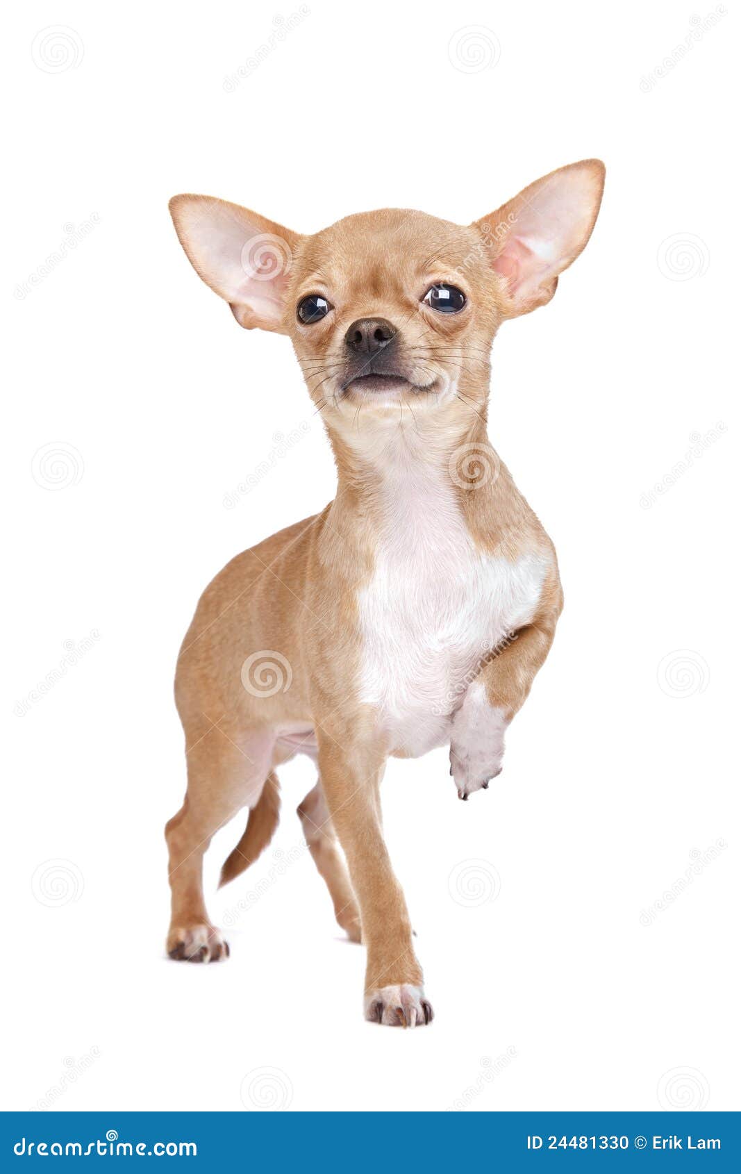 Chiwawa miniature photo stock. Image du purebred, isolement - 24481330