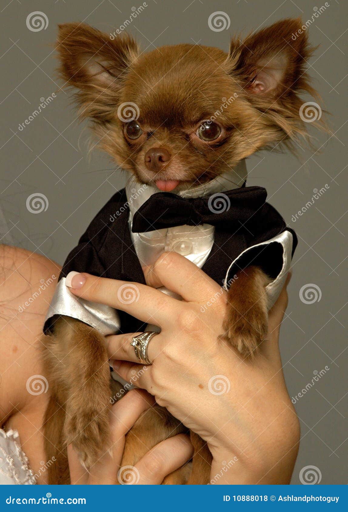 Chiwawa Miniature Groom.jpg Photo stock - Image du mignon, smoking ...
