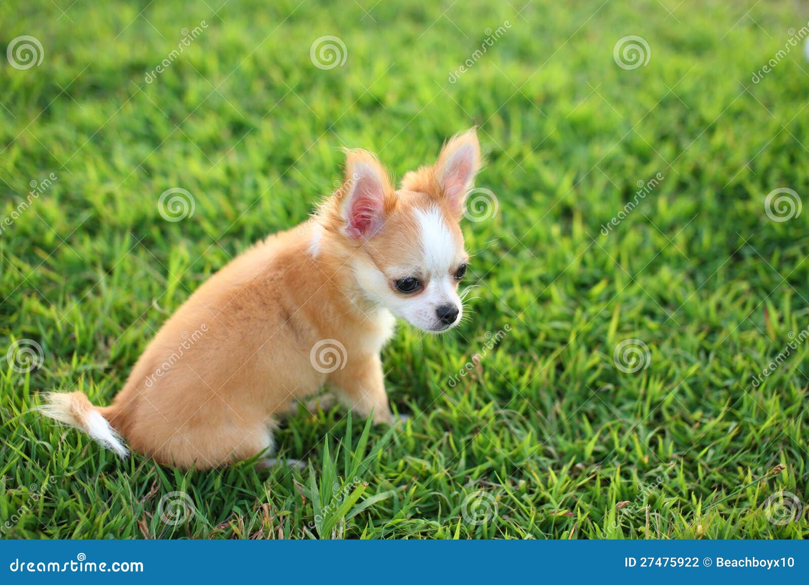 Chiwawa, puppy on grass. stock photo. Image of outdoor - 27475922
