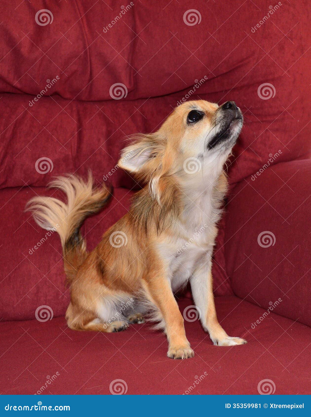 Chiwawa stock image. Image of canine, lapdog, small, chiwawa - 35359981