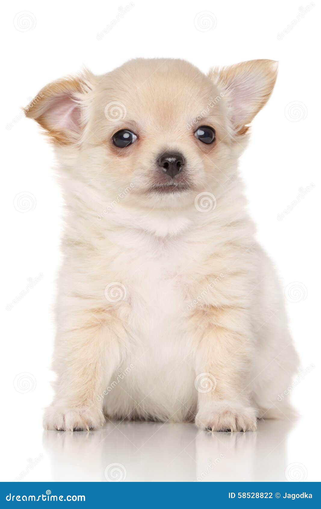 Chiwawa-Welpe stockfoto. Bild von haustier, reinrassiger - 58528822