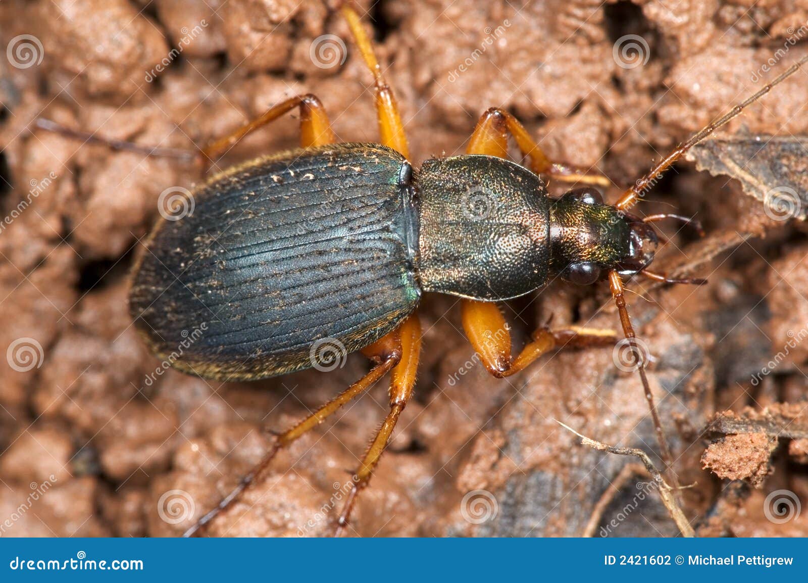 Chlaenius beetle stock photo. Image of closeup, chlaenius - 2421602