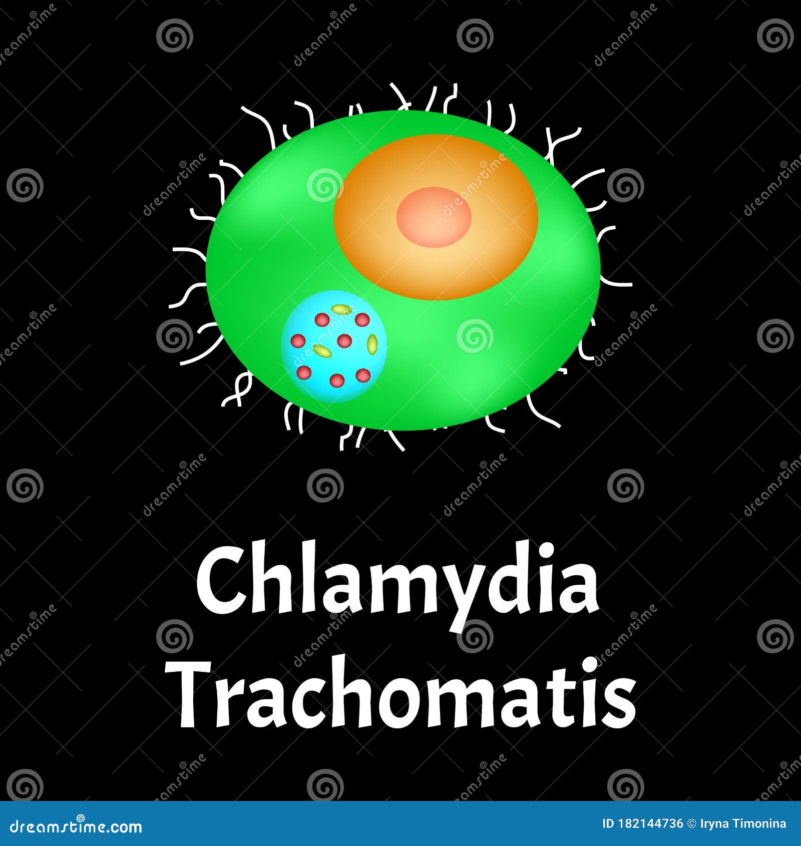 Chlamydia Trachomatis Bacterial Infections Chlamydiosis Sexually