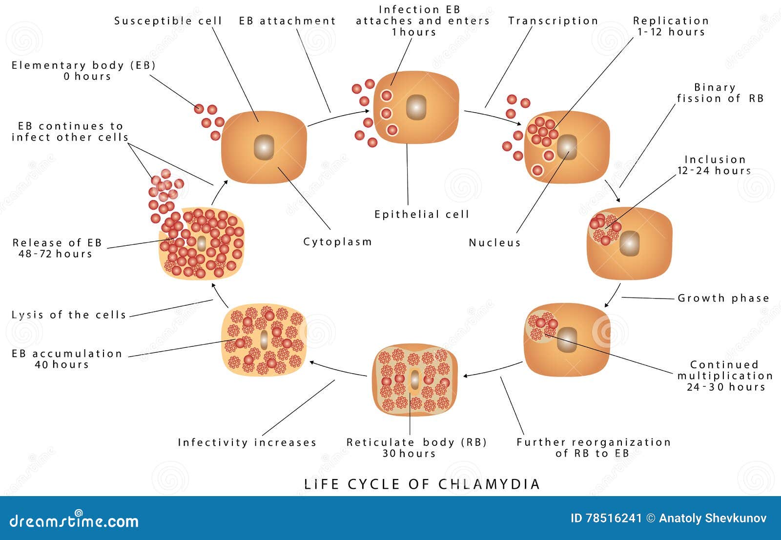Chlamydiatrachomatis vector illustratie. Illustration of ontstekings ...
