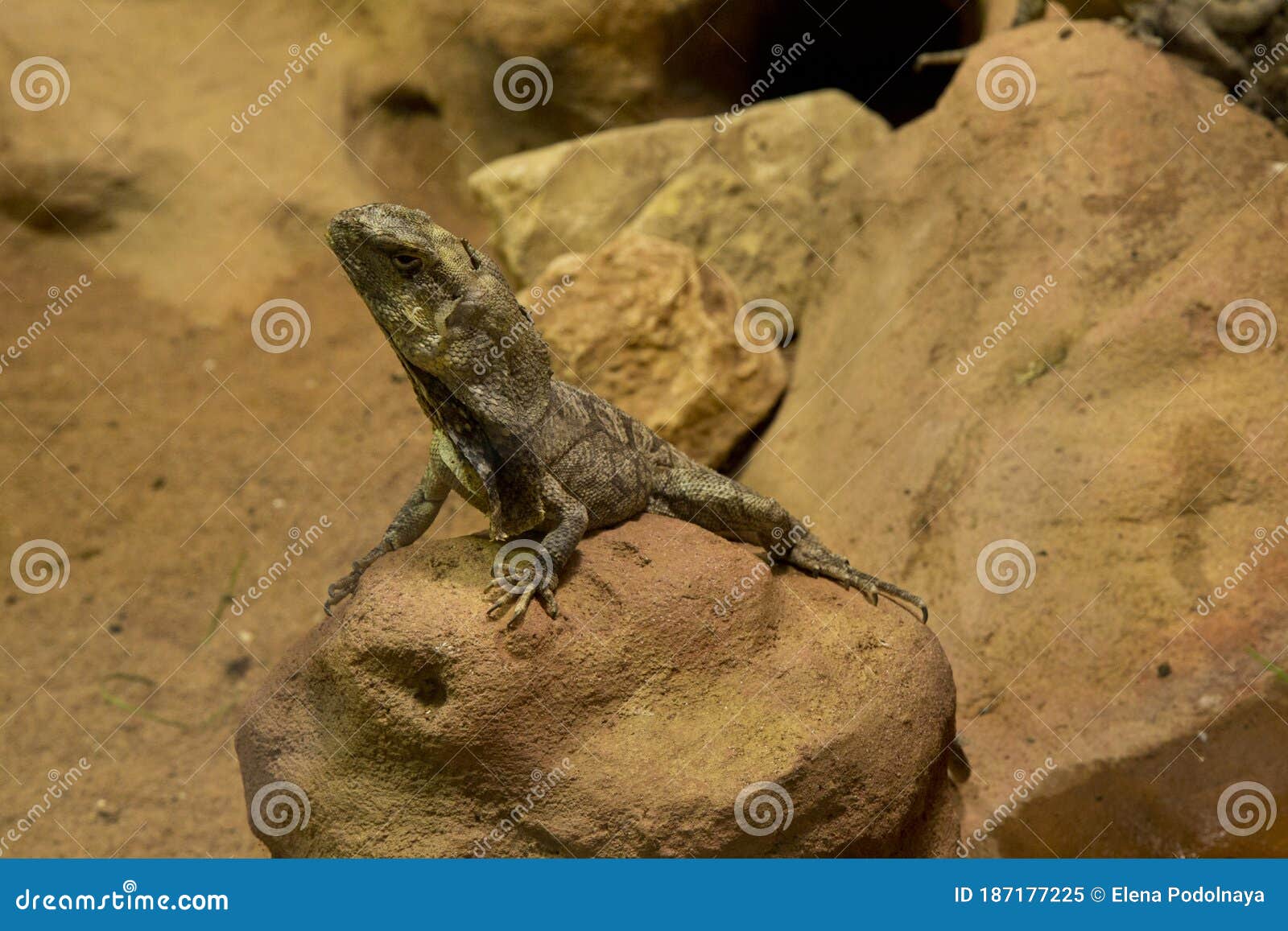 Chlamydosaurus kingii. imagen de archivo. Imagen de reptiliano - 187177225