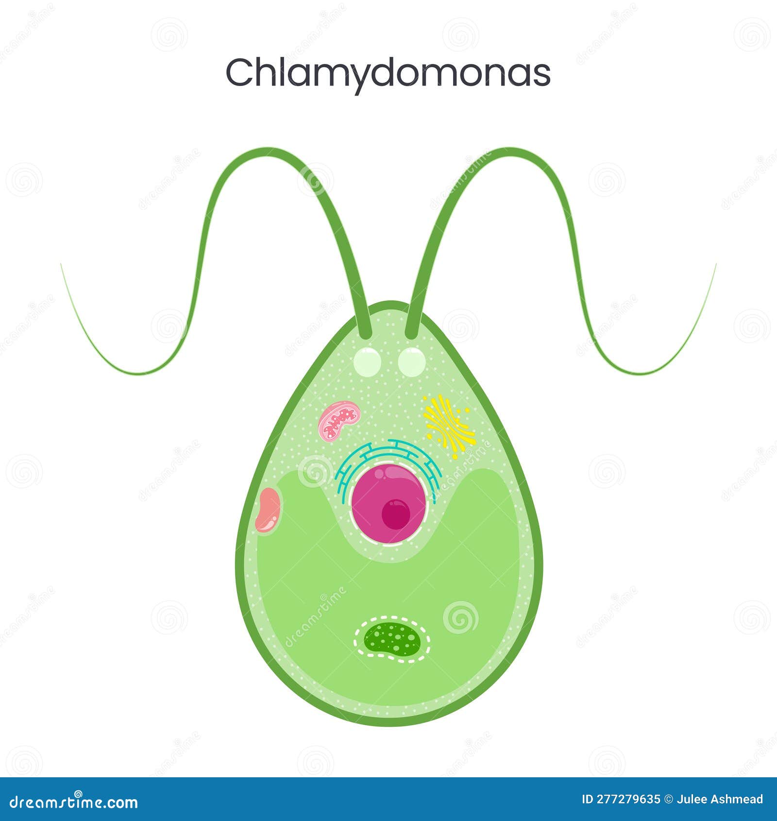 Chlamydomonas Science Vector Illustration Graphic | CartoonDealer.com ...