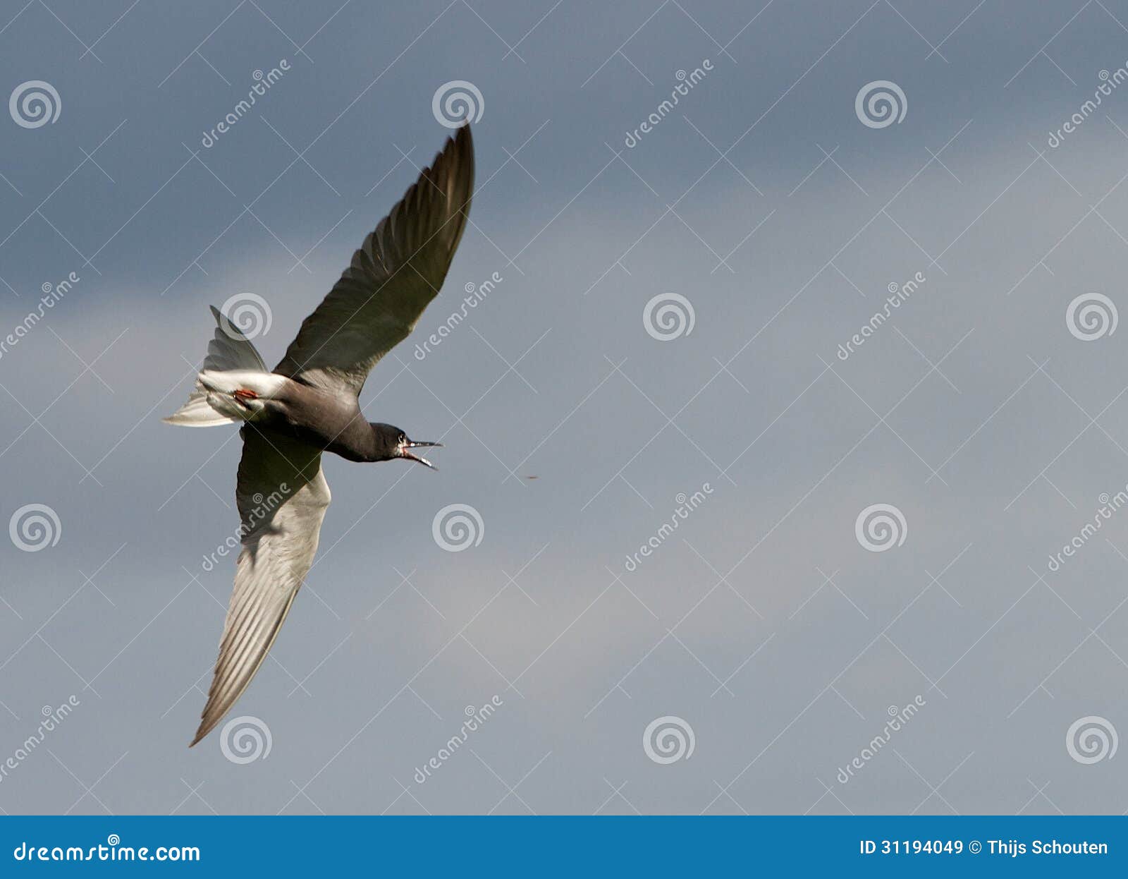 Chlidonias niger stock image. Image of aggressive, bird - 31194049