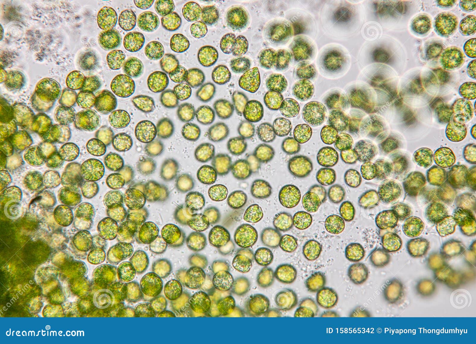 Chlorella Under the Microscope in Lab. Stock Photo - Image of natural ...