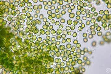 Chlorella Under the Microscope in Lab. Stock Image - Image of biofuel ...