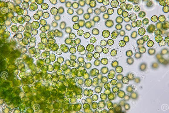 Chlorella Under the Microscope in Lab. Stock Image - Image of biofuel ...