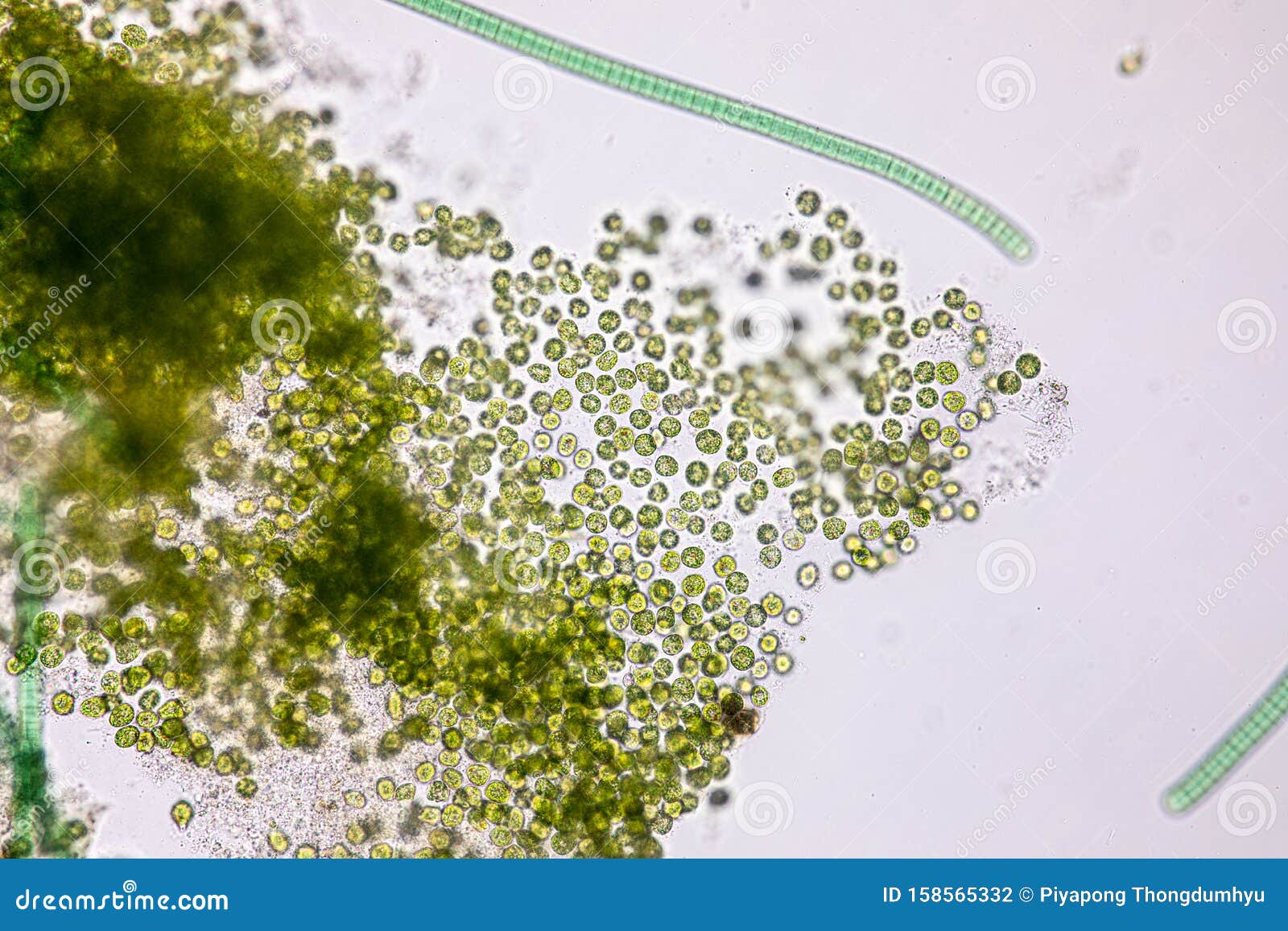 Chlorella Microscope