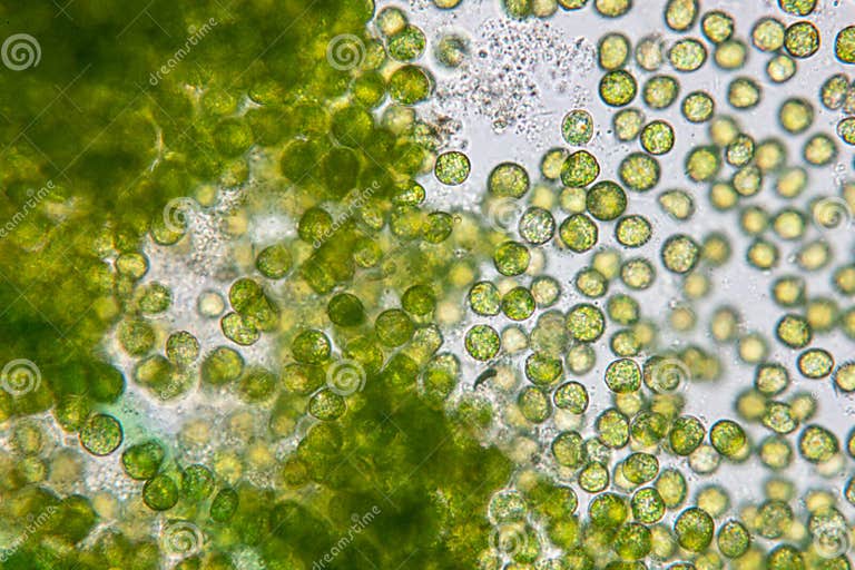 Chlorella Under the Microscope in Lab. Stock Photo - Image of medicine ...