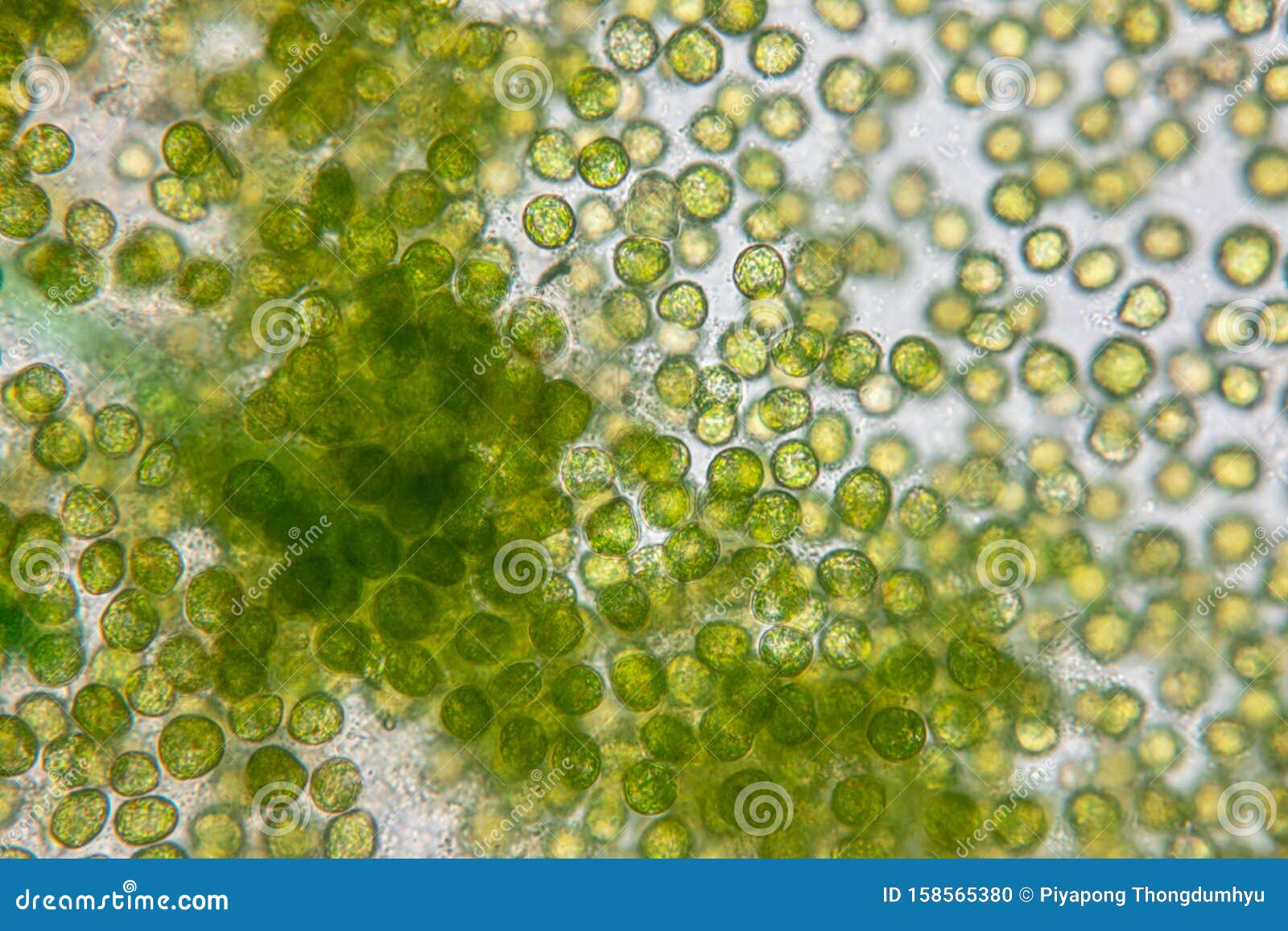 Chlorella Under the Microscope in Lab. Stock Photo - Image of carbon ...