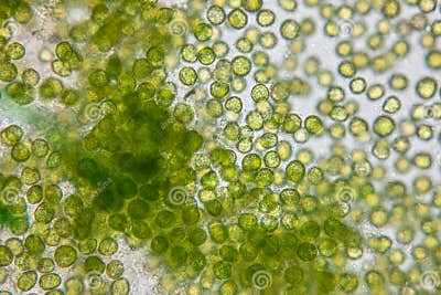 Chlorella Under the Microscope in Lab. Stock Photo - Image of carbon ...