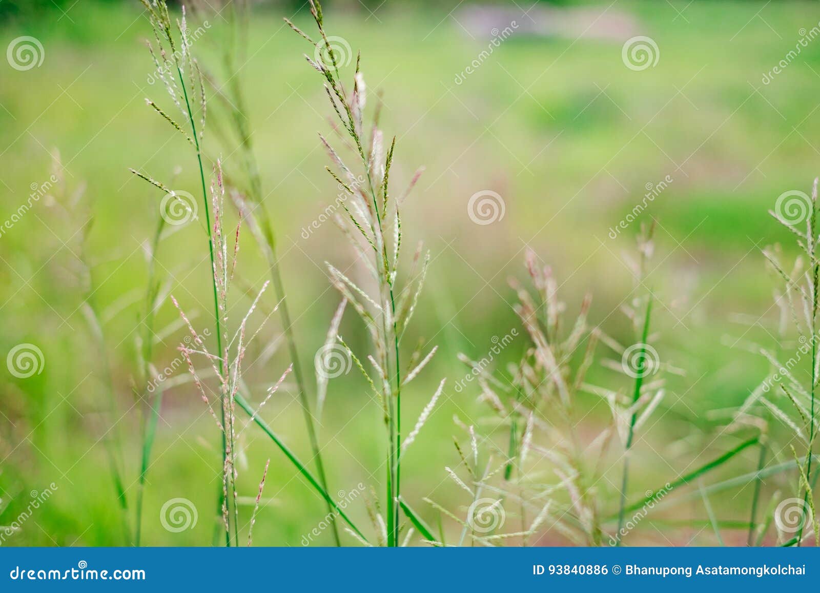 Chloris barbata stock photo. Image of nature, leaf, green - 93840886