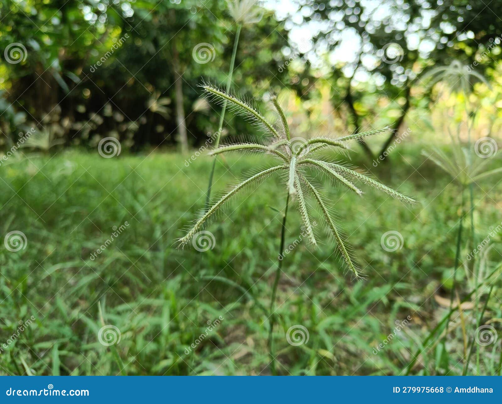 Chloris Virgata is a Species of Grass Stock Photo - Image of species, virgata: 279975668