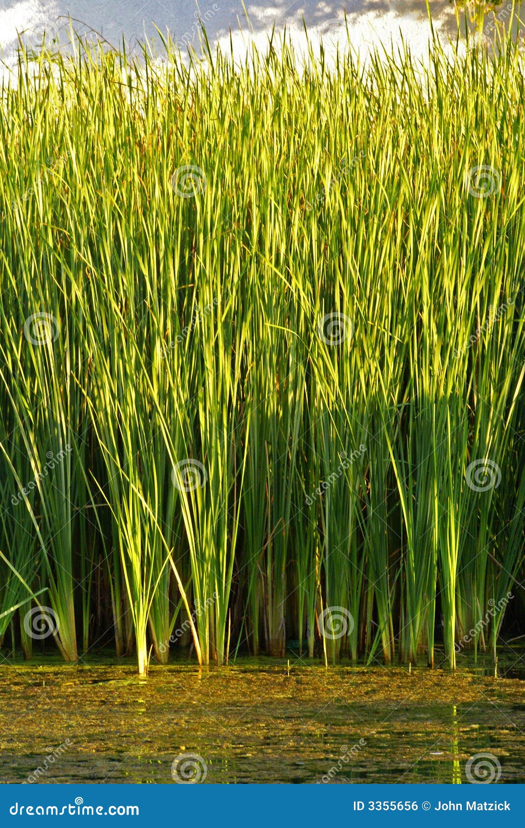 Chlorophyll stock photo. Image of bushes, wilderness, chlorophyll - 3355656