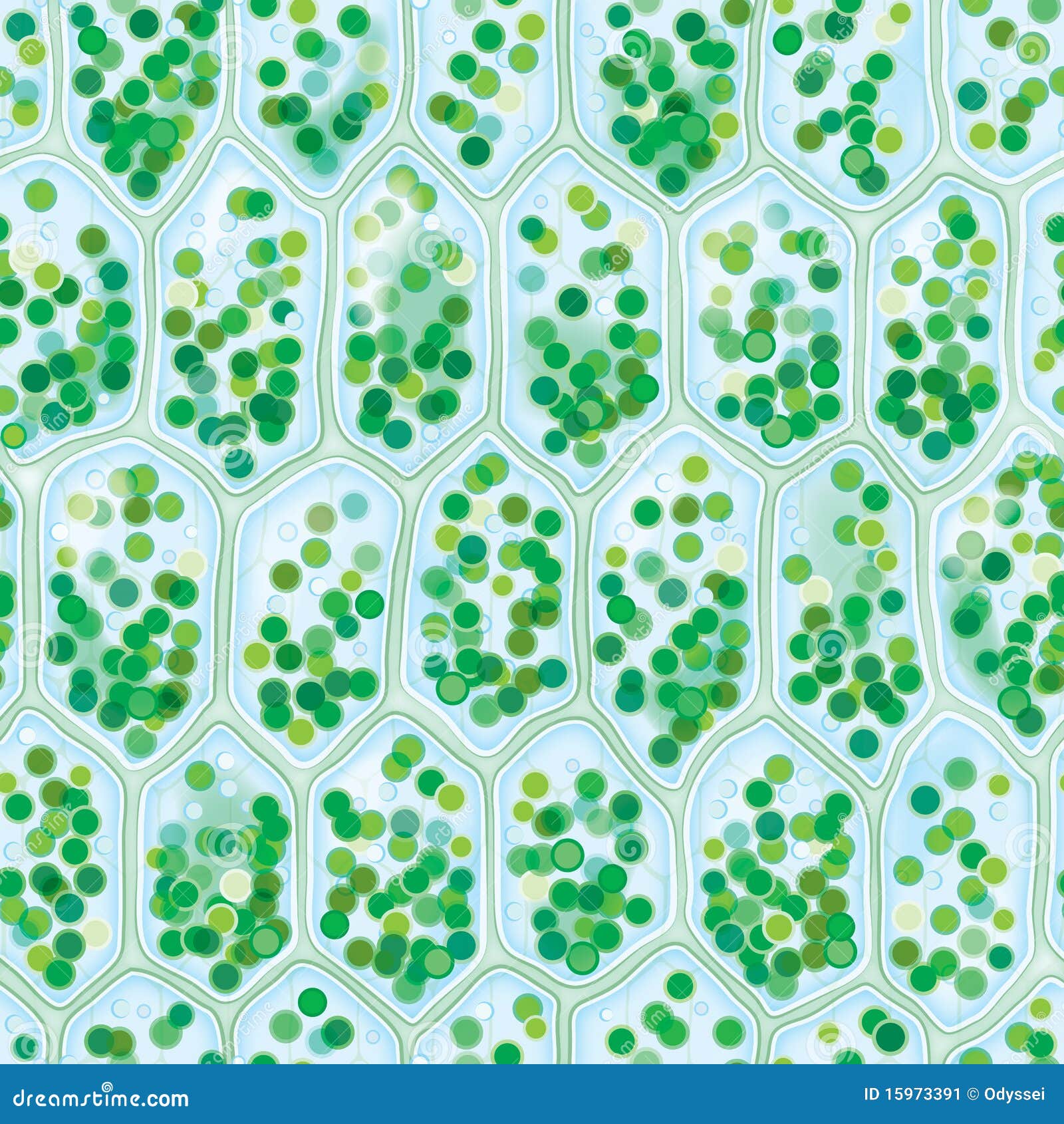Chlorophyll Cells Seamless Pattern Cartoon Vector | CartoonDealer.com ...