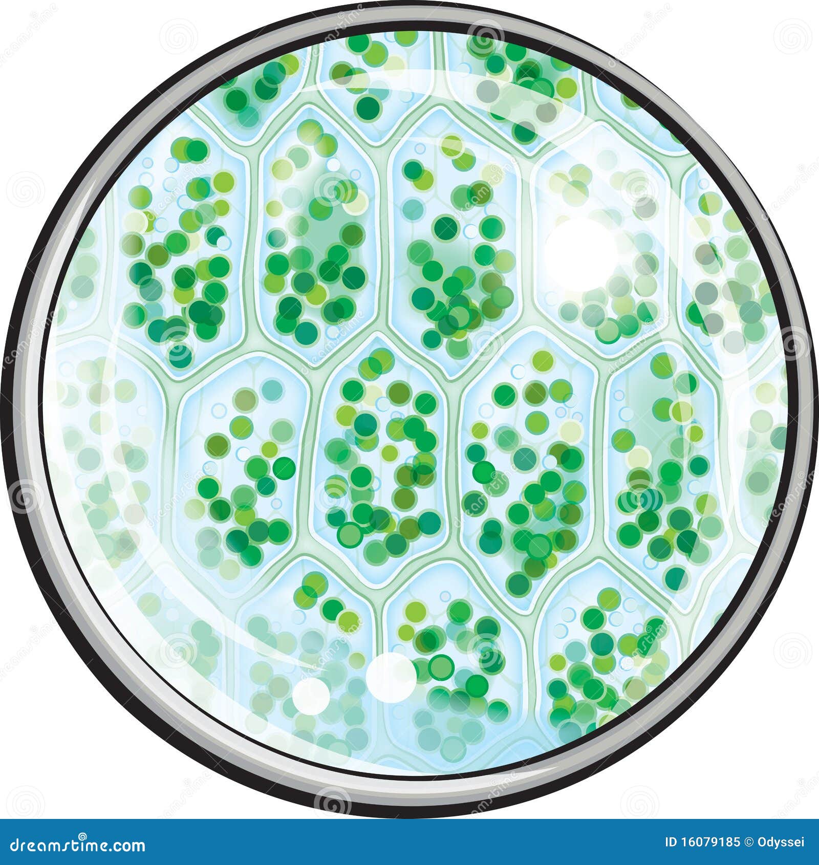 Plant Cellulose Biology Vector Illustration Diagram. | CartoonDealer ...