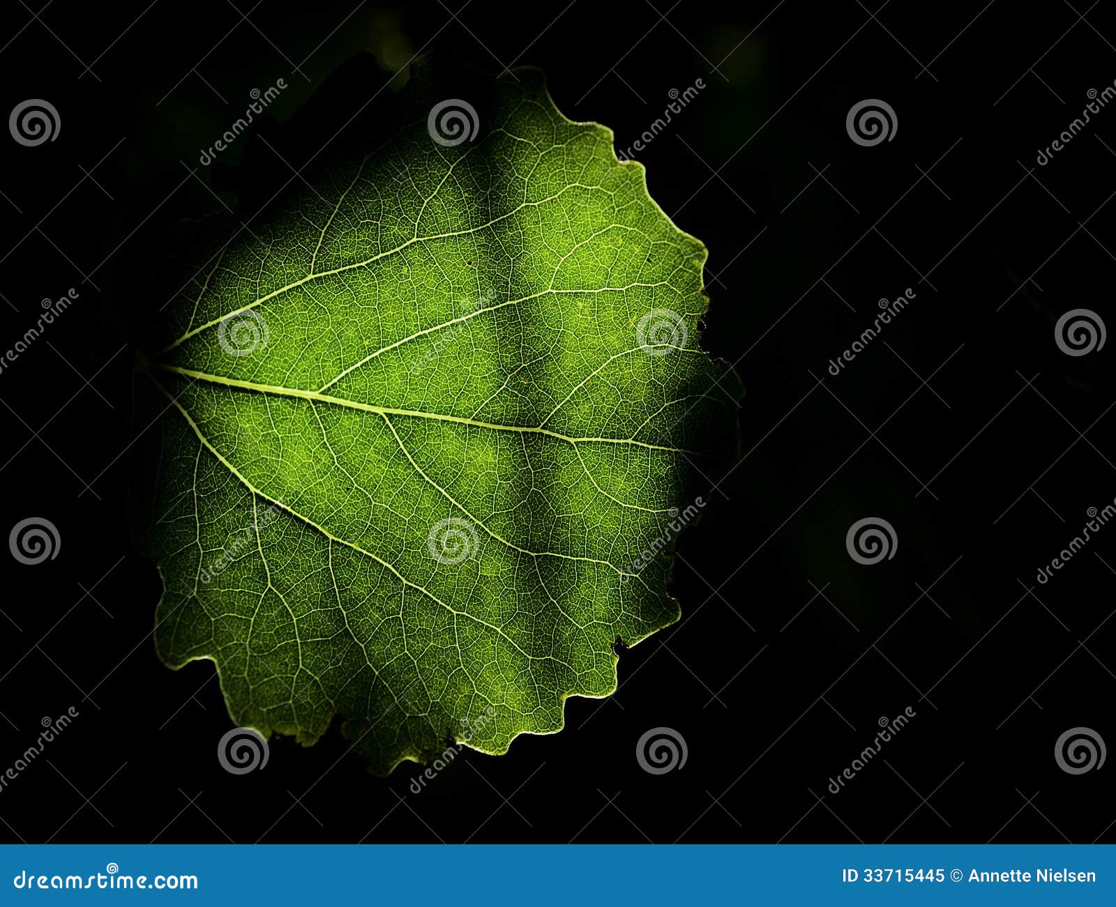 Chlorophyll stock image. Image of lesf, light, nature - 33715445