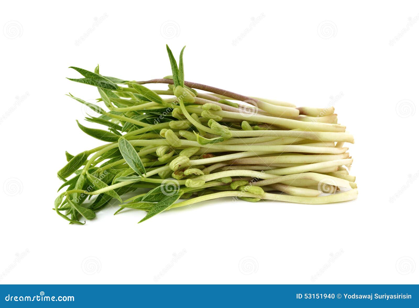 Chlorophylla Green Bean Sprouts on White Stock Photo - Image of stack ...