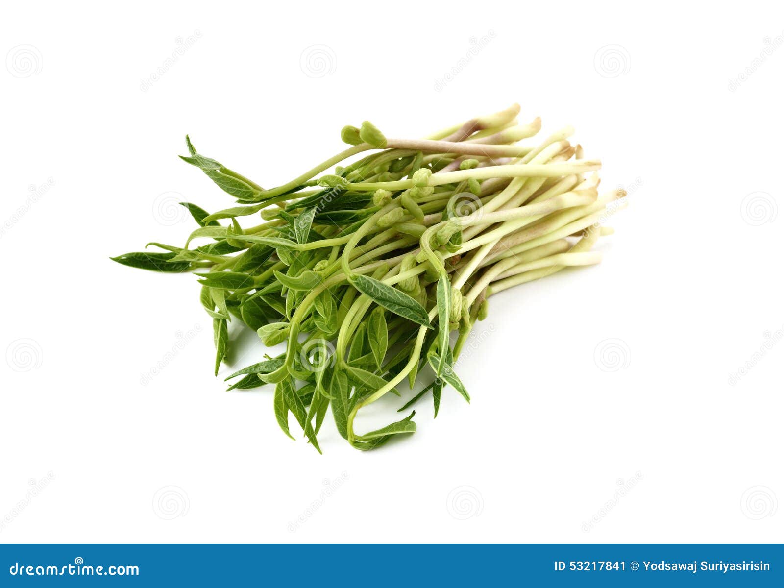 Chlorophylla Green Bean Sprouts on White Stock Image - Image of nature ...