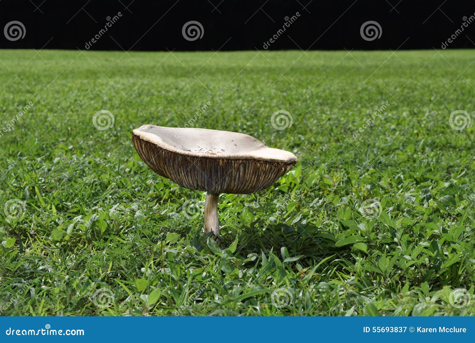 Chlorophyllum Molybdite Mushroom Stock Image - Image of lawn, spores ...