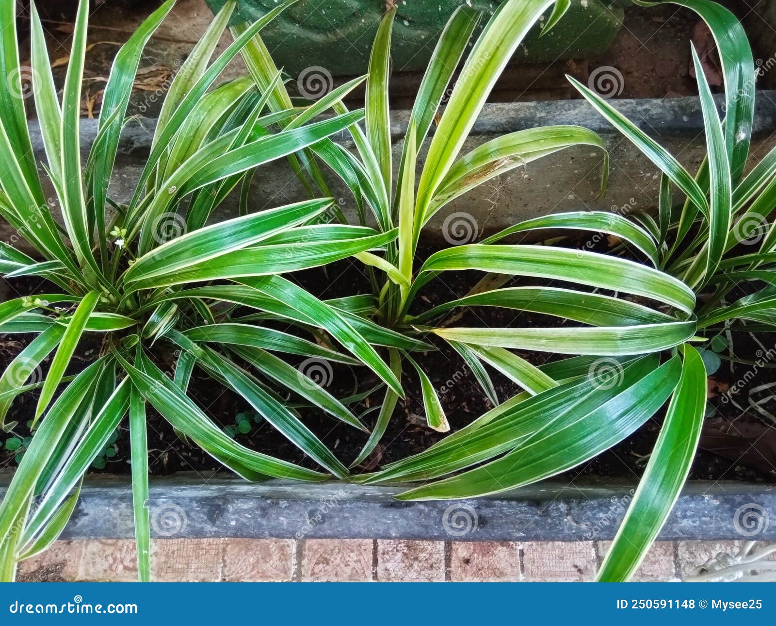 Chlorophytum Comosum Ornamental Plant Stock Photo - Image of ...