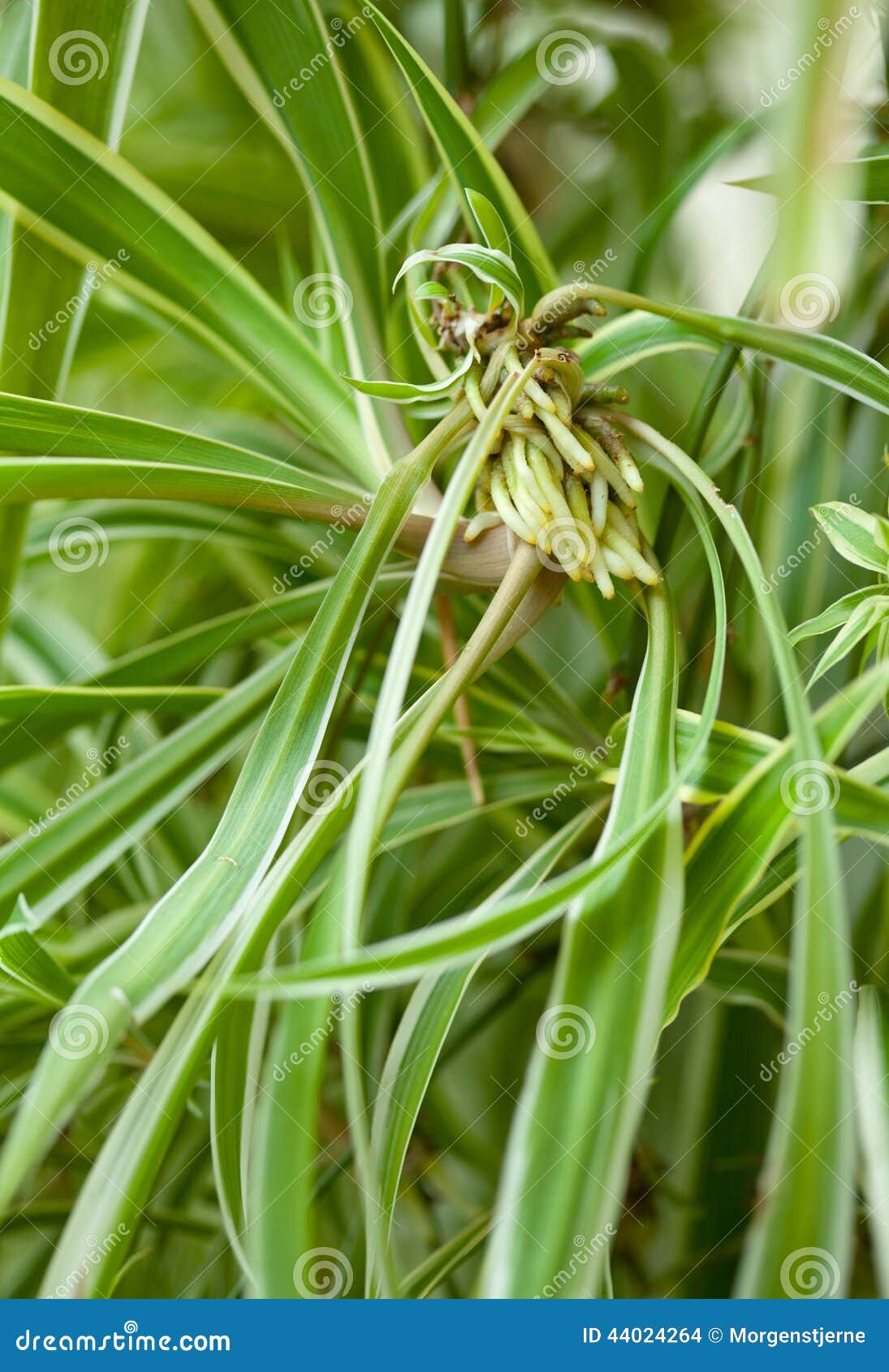 Chlorophytum Comosum Variegatum Stock Photo - Image of life, bundle ...